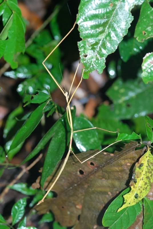 Borneo Dispatches #12: Monster Phasmids, Flying Lizards - Field Herp Forum